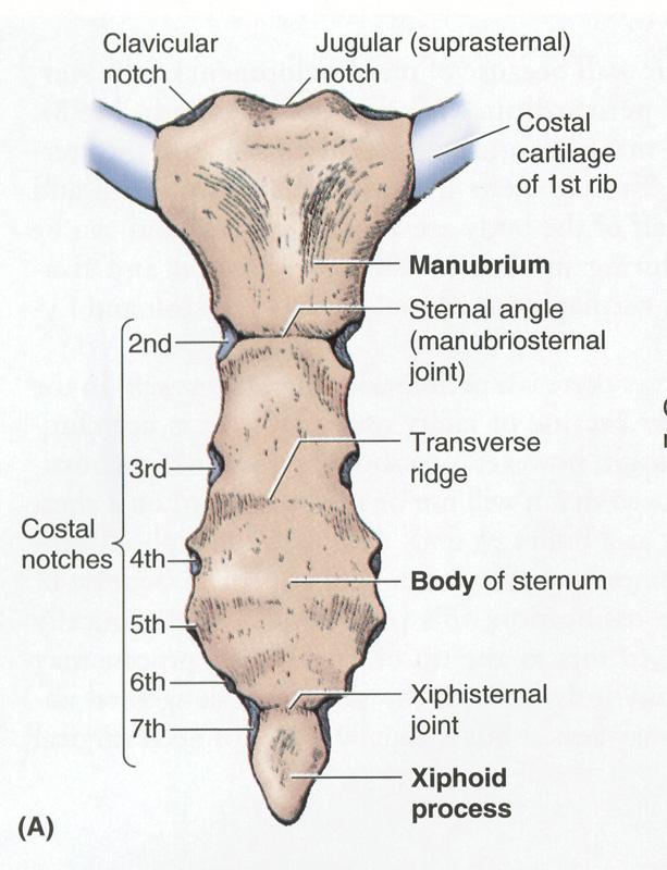 Ribs Sternum Ribs Sternum