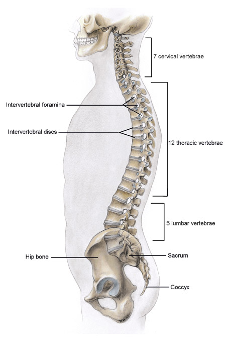 Vertebrae Vertebrae