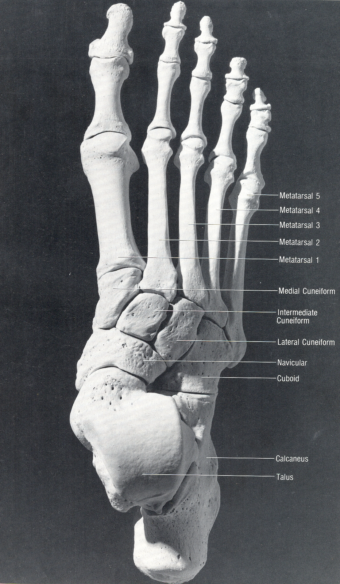 Leg & Foot